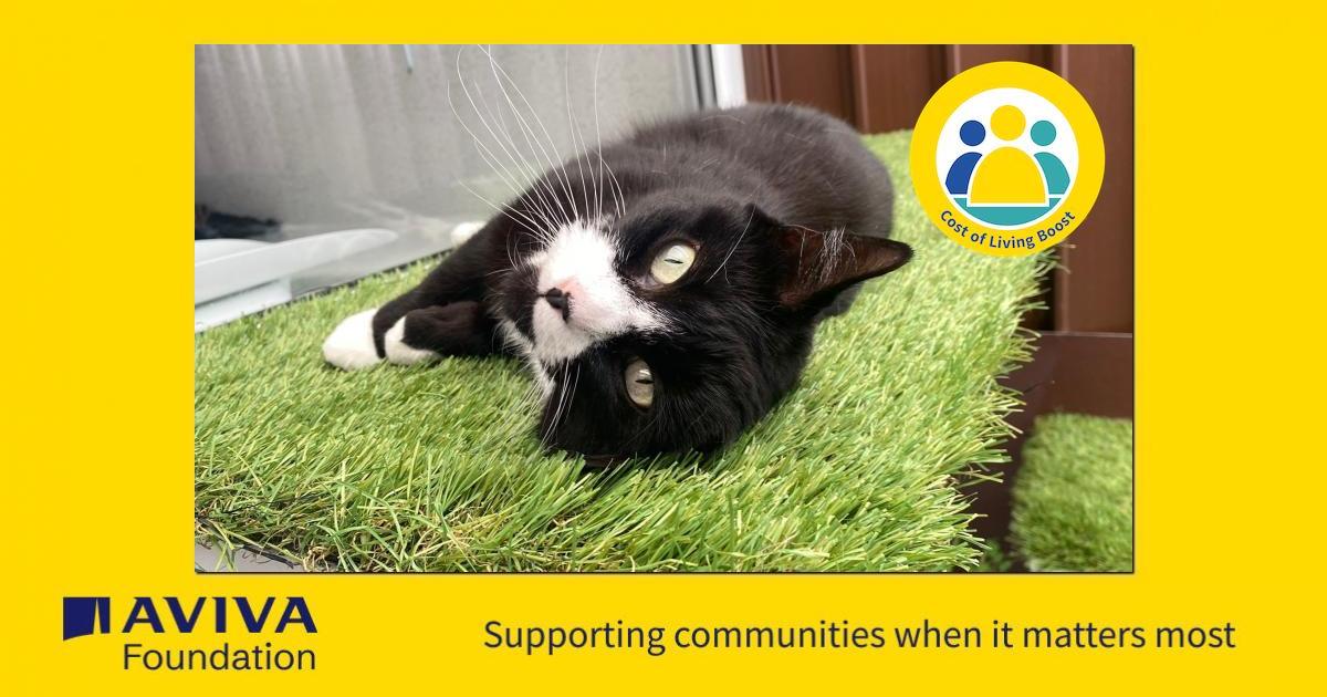 RSPCA London East branch - extra rescue cat space - a Community ...