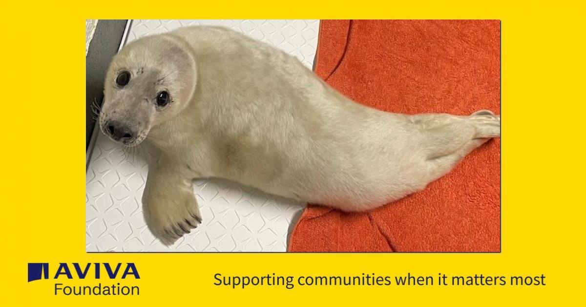 Seal Pup Quarantine & Pool Project - a Environment crowdfunding project ...
